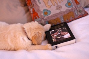 The Perfect Puppy Plan | Natural Dog Blog - Training and More